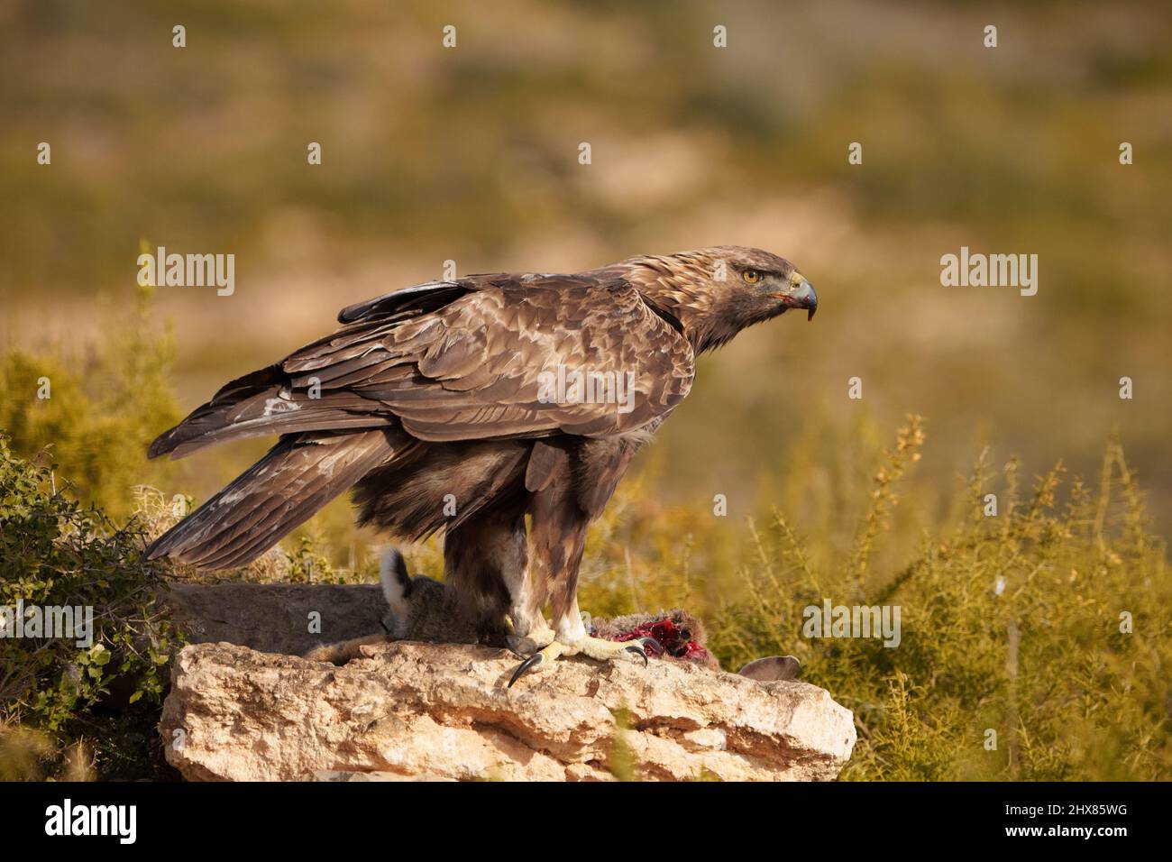 Golden eagle feeding on rabbit. Full frame uncropped image Stock Photo ...
