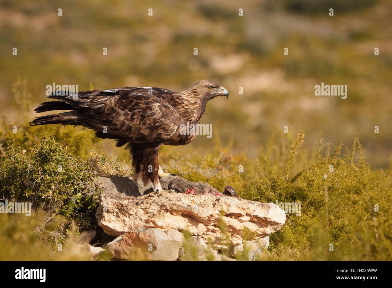 Golden eagle feeding on rabbit. Full frame uncropped image Stock Photo ...