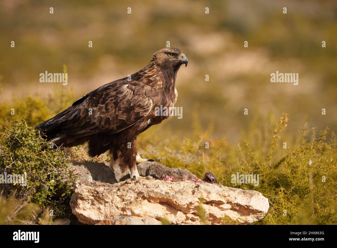 Golden eagle feeding on rabbit. Full frame uncropped image Stock Photo ...