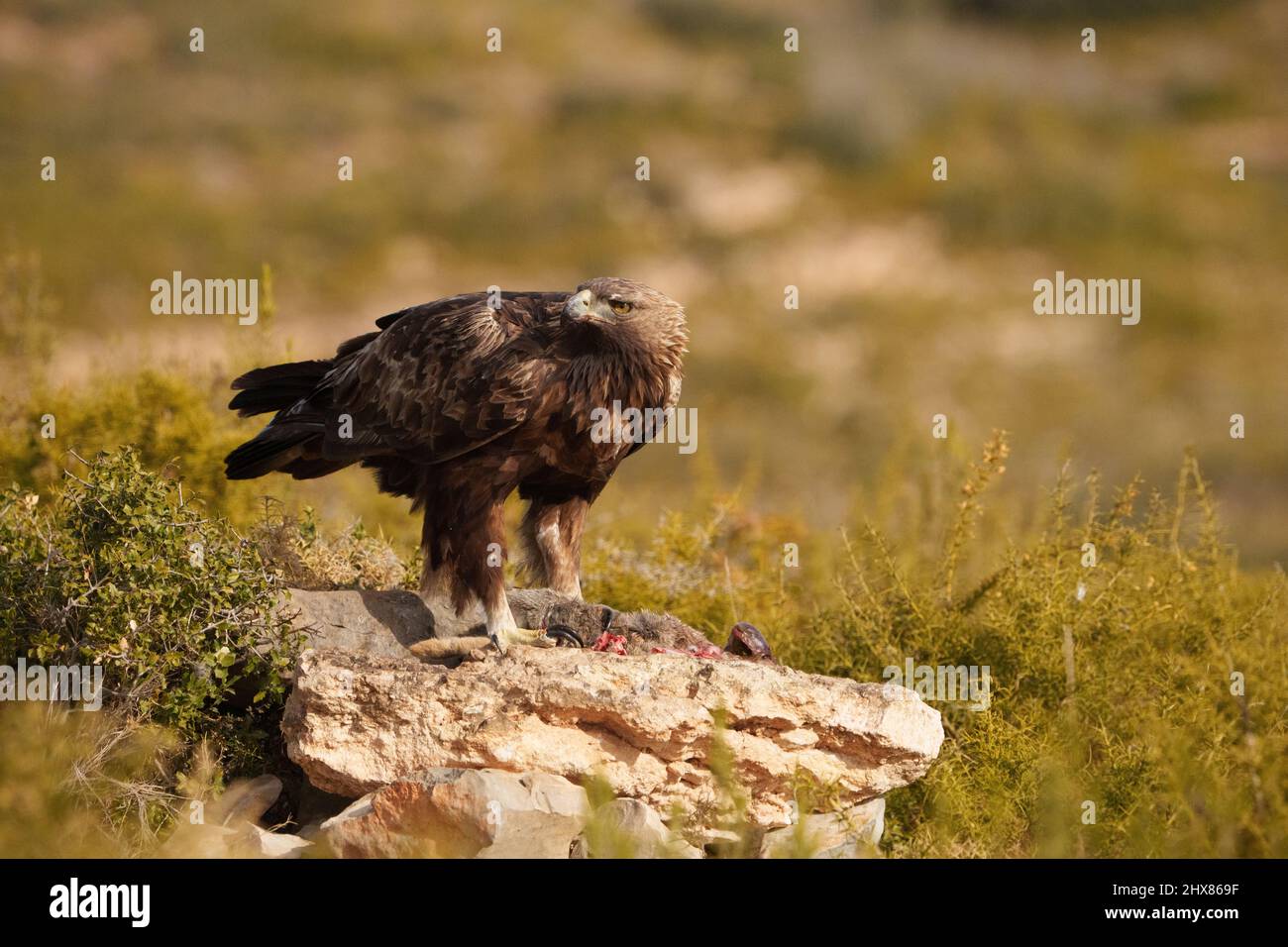 Golden eagle feeding on rabbit. Full frame uncropped image Stock Photo ...