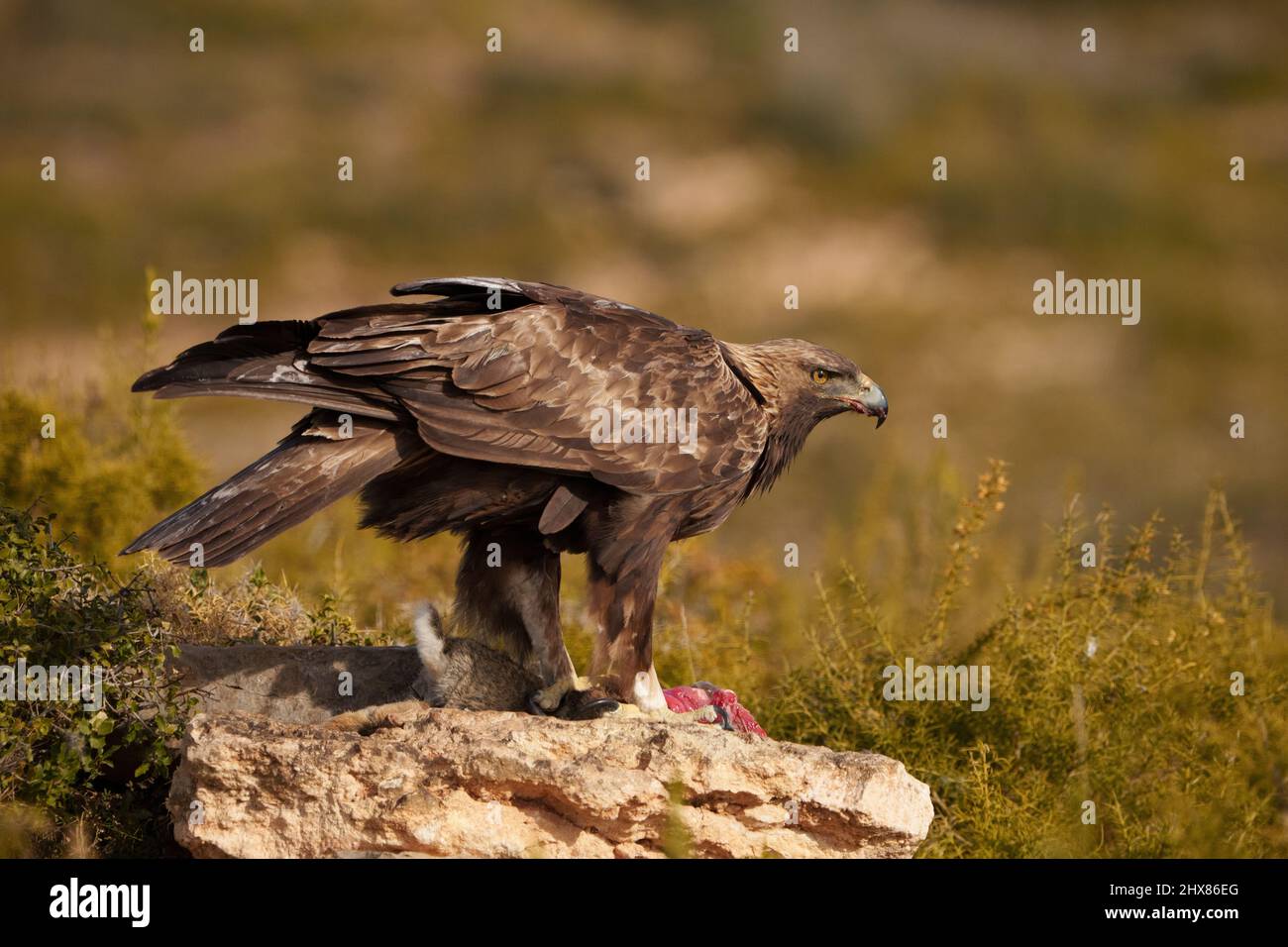 Golden eagle feeding on rabbit. Full frame uncropped image Stock Photo ...