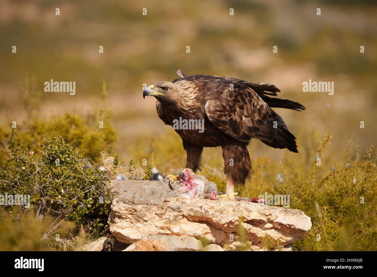 Golden eagle feeding on rabbit. Full frame uncropped image Stock Photo ...