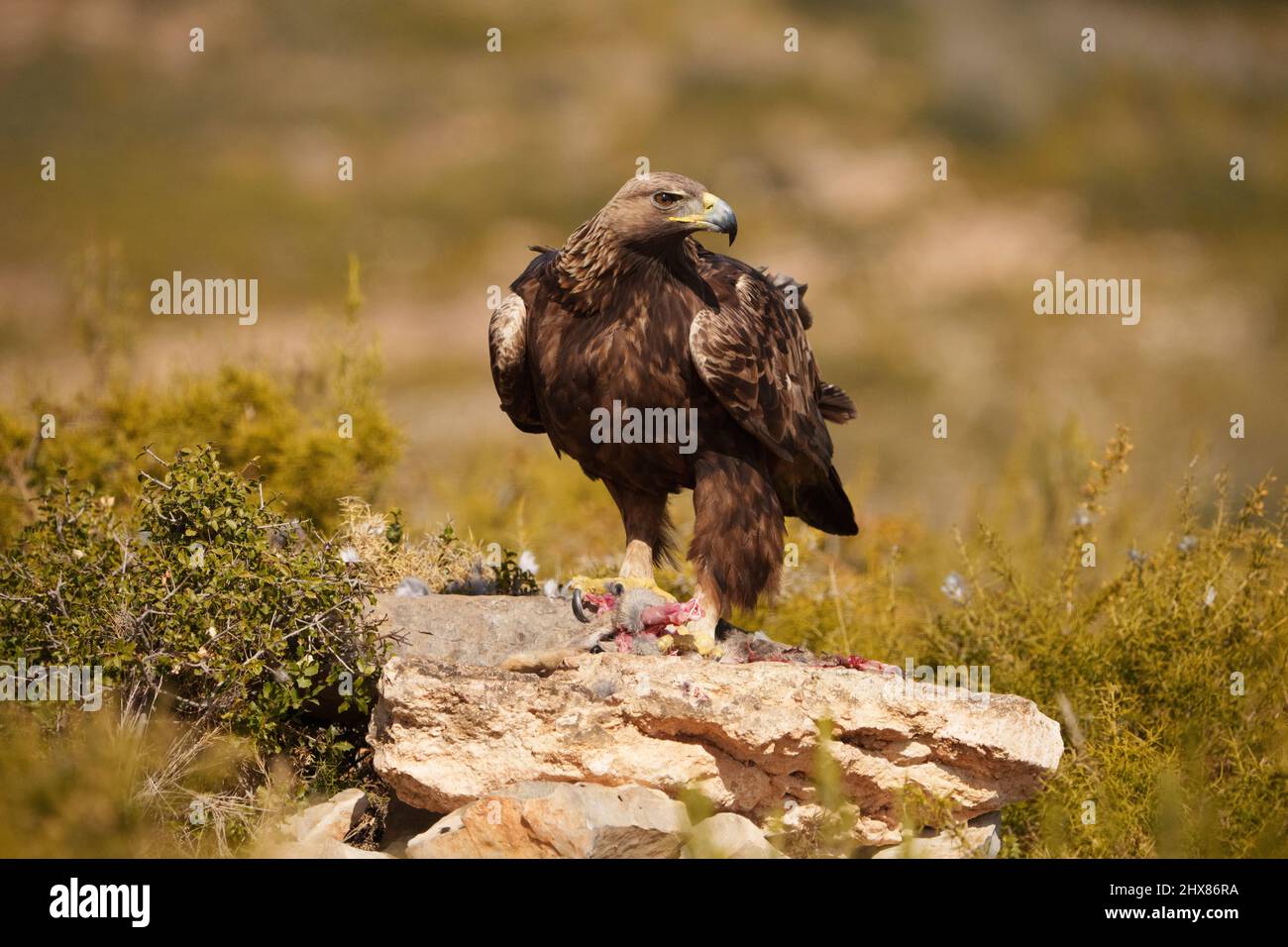 Golden eagle feeding on rabbit. Full frame uncropped image Stock Photo ...