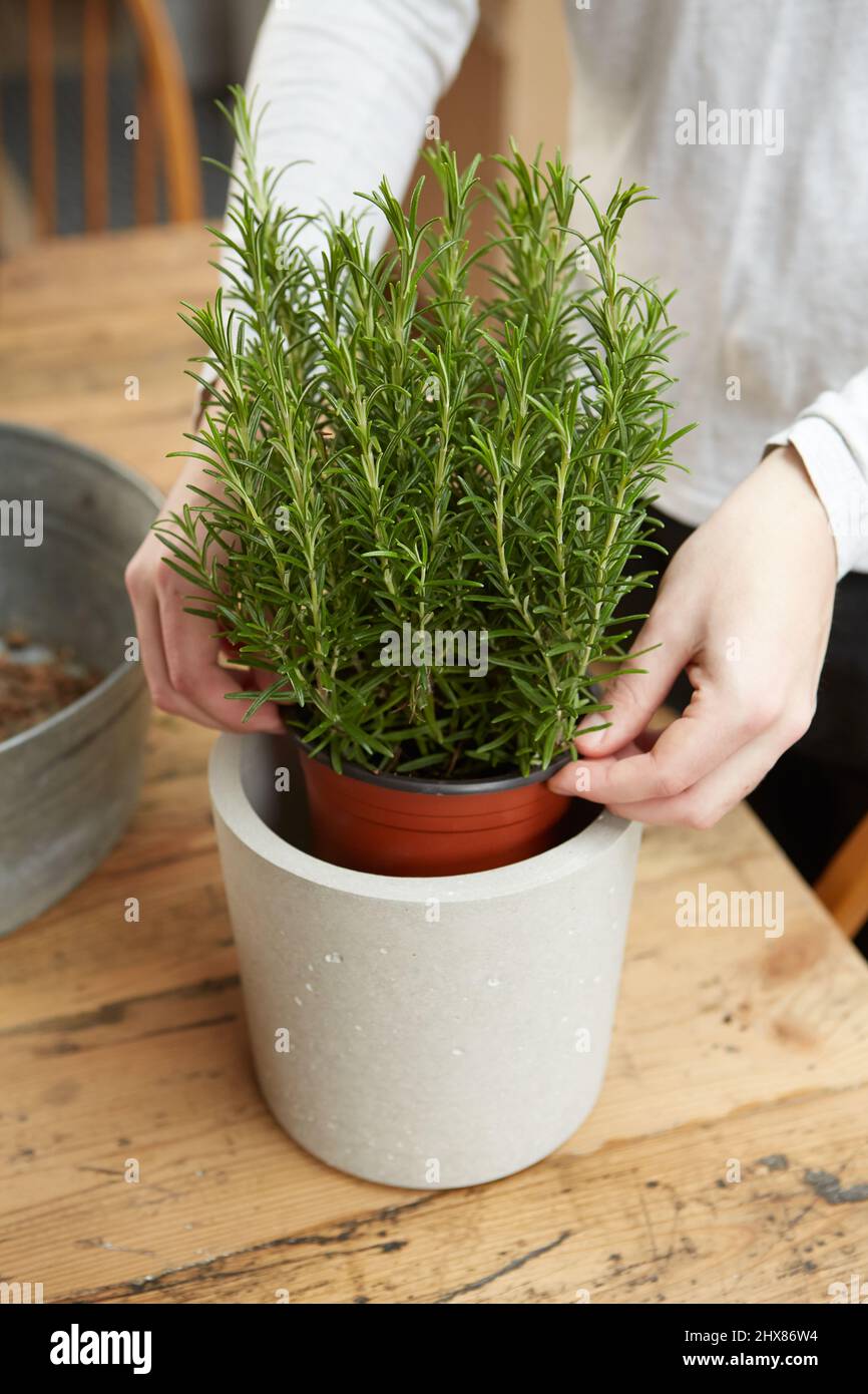 placing repotted plant into sleeve pot Stock Photo - Alamy