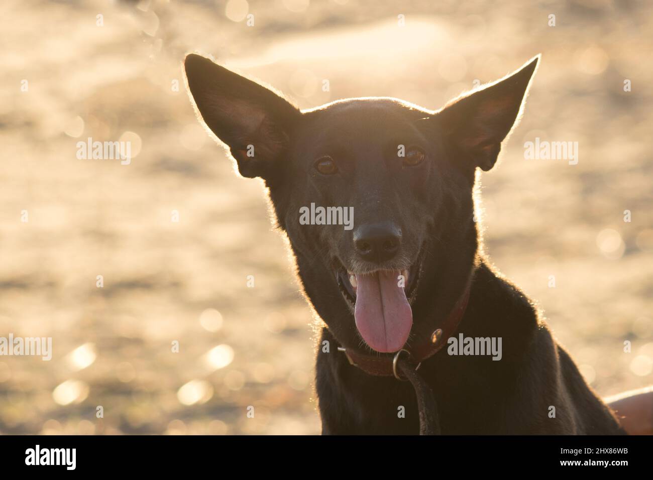 Happy black dog in the sunshine Stock Photo - Alamy
