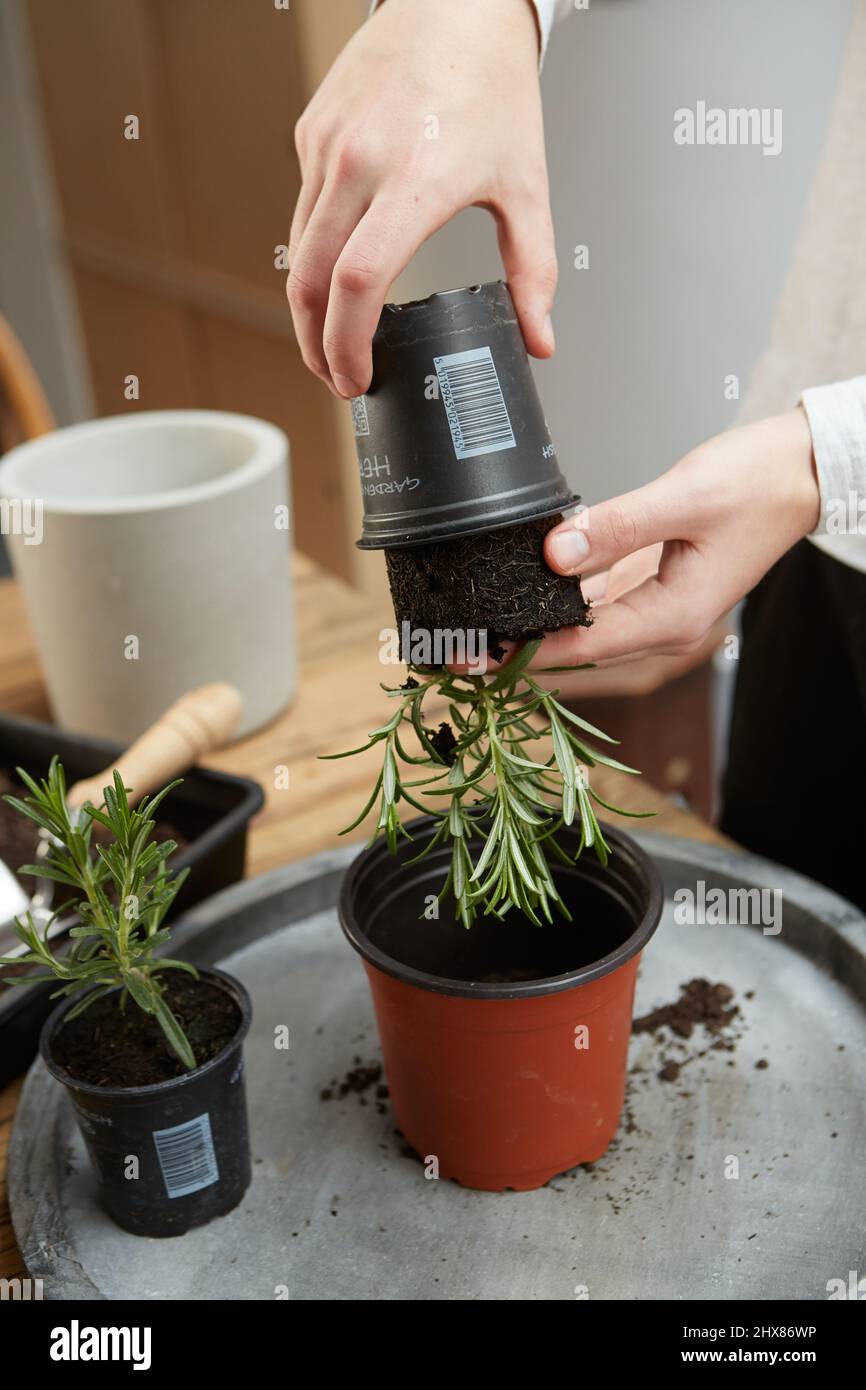 Planting pots step by step hi-res stock photography and images - Alamy