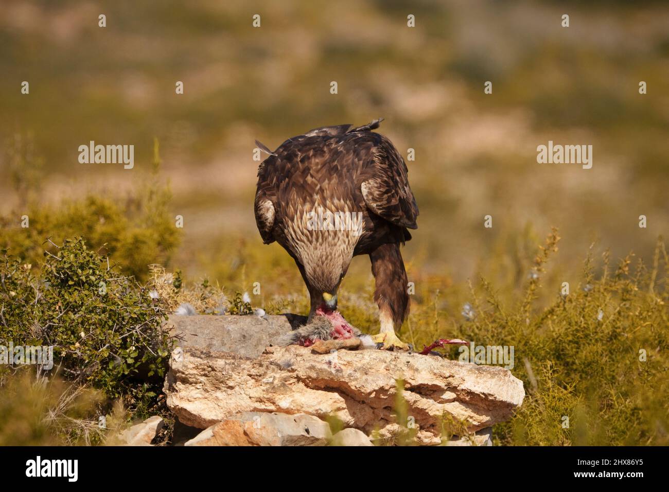 Golden eagle feeding on rabbit. Full frame uncropped image Stock Photo ...