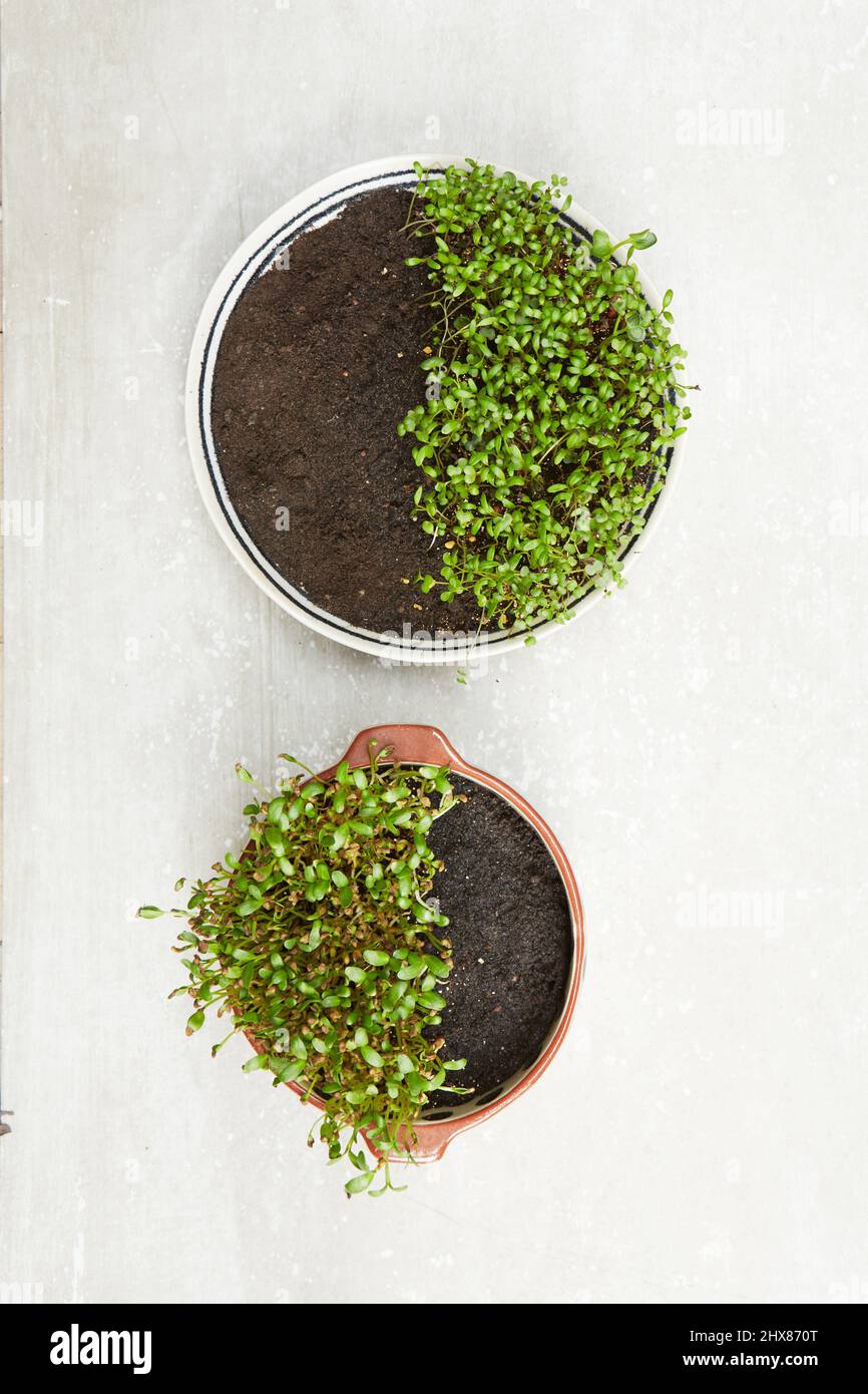 microgreens sucessions sowing in shallow containers Stock Photo - Alamy