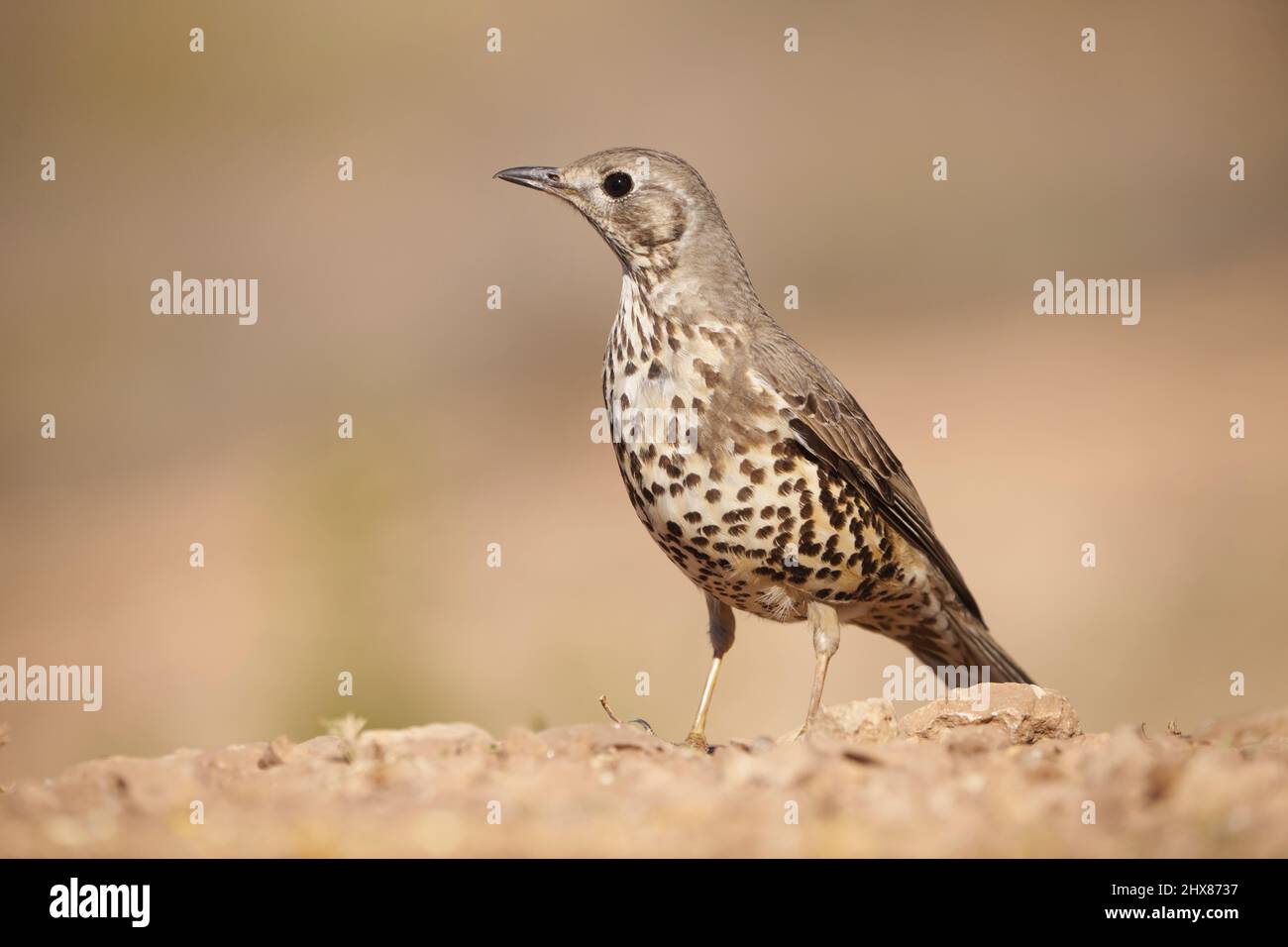 Mistle thrush standing near a water source Stock Photo - Alamy