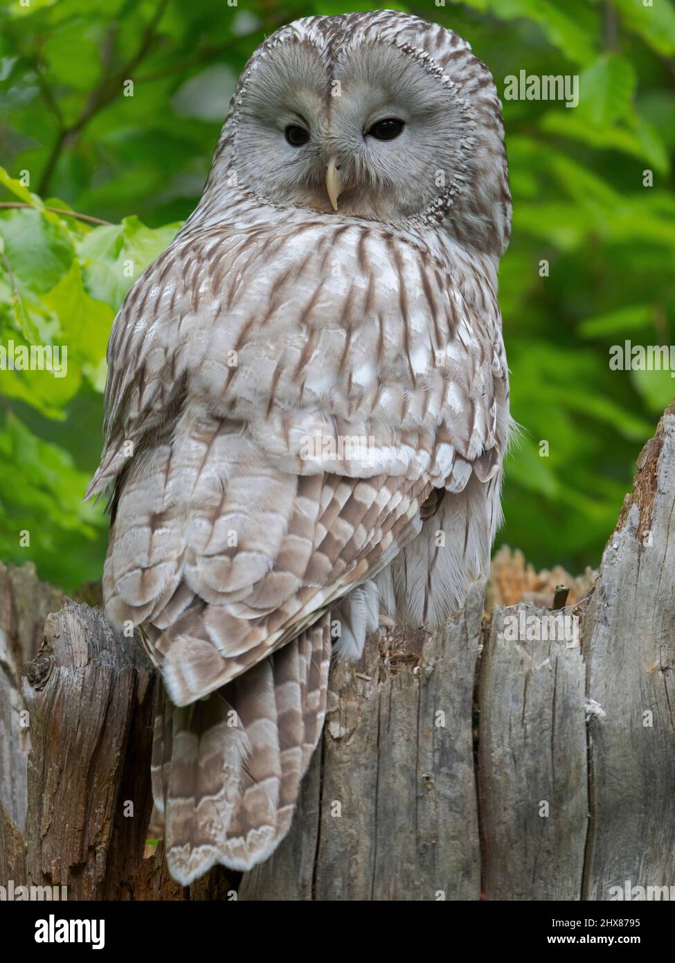 Ural Owl (Strix uralensis). Adult at entrance of nest in hole of a tree ...