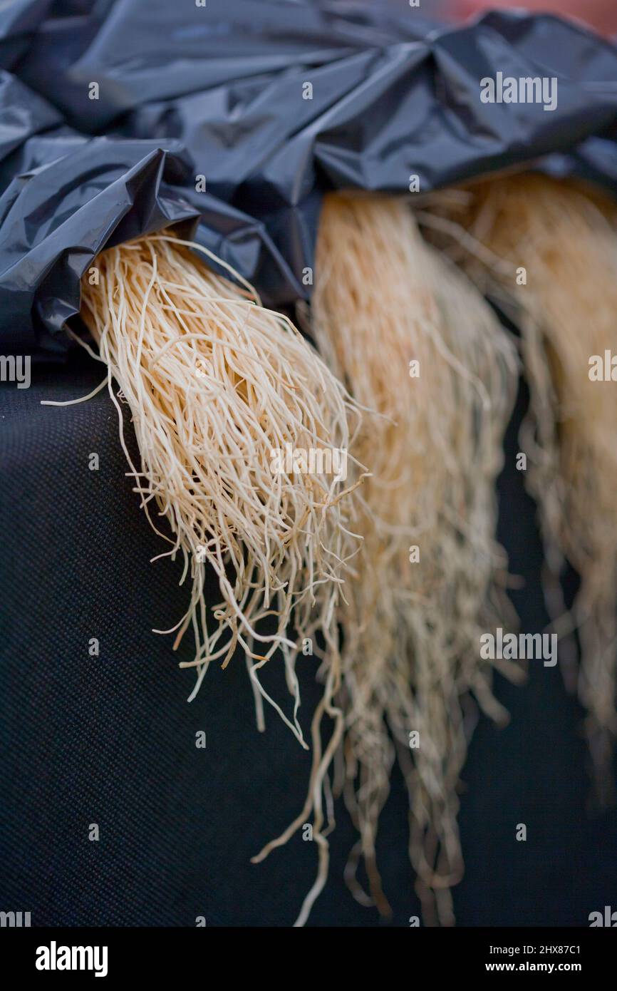 Roots of spring onions Stock Photo - Alamy