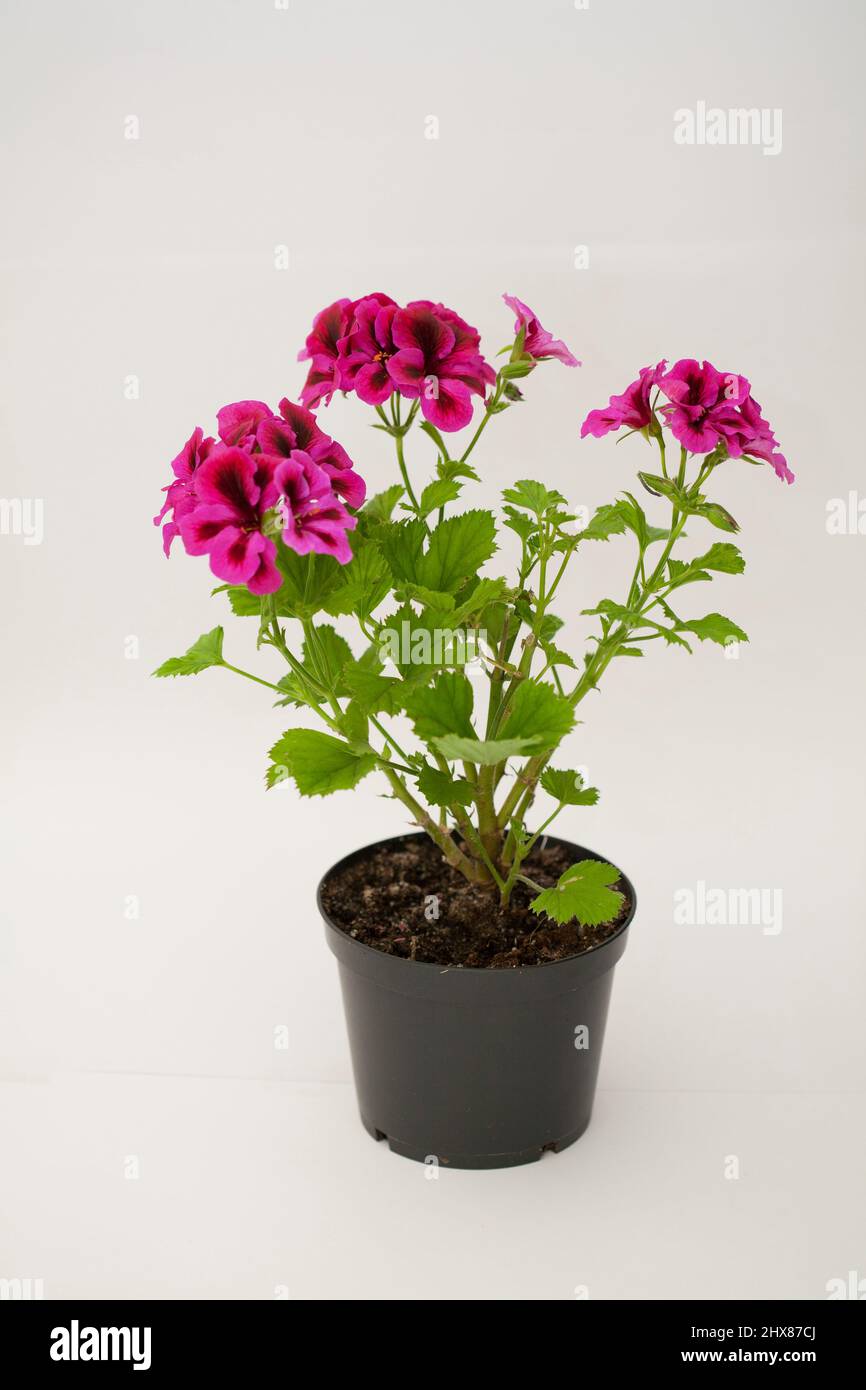 Pelargonium in a pot Stock Photo - Alamy