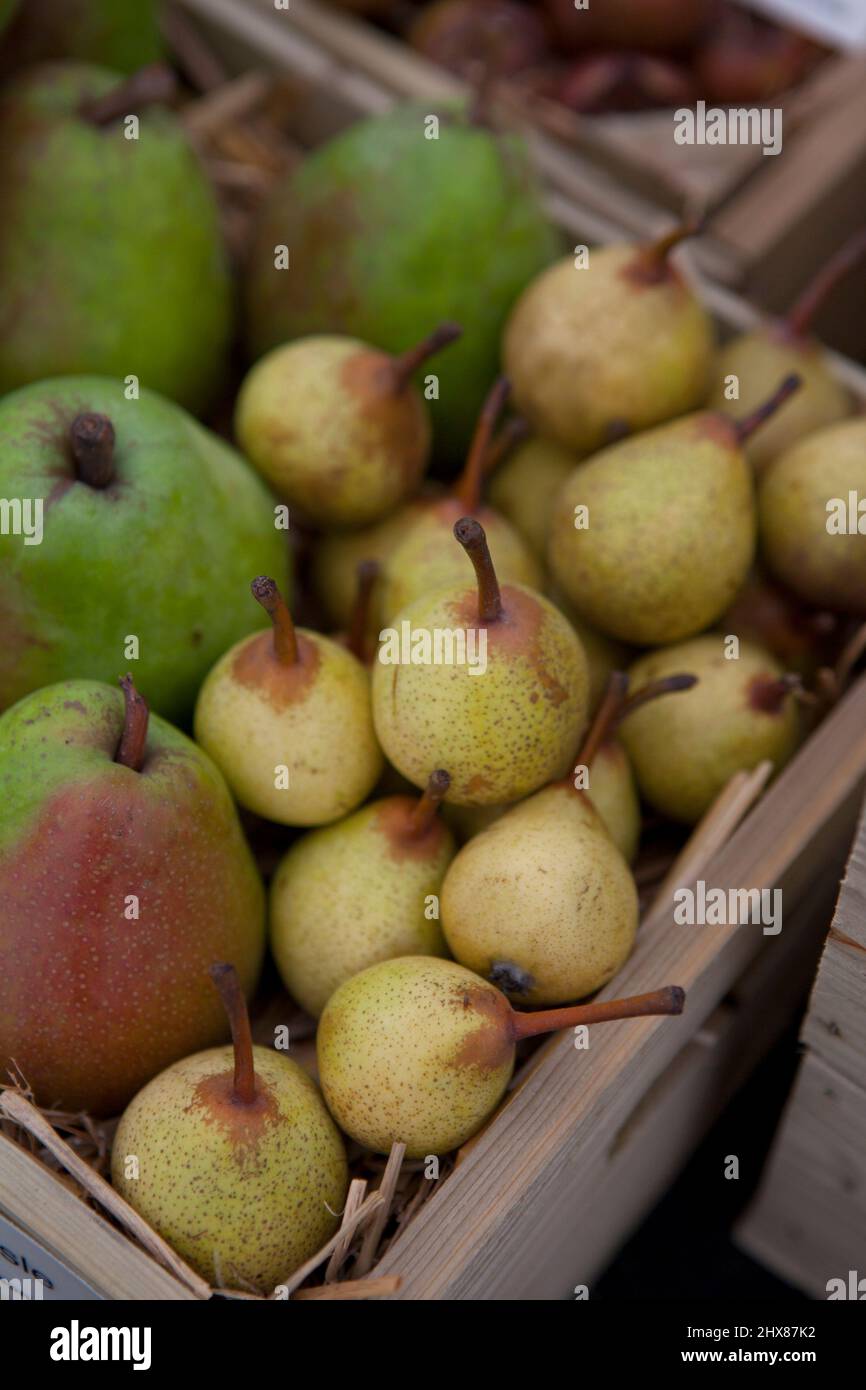 Pear varieties on display at a village fair Stock Photo - Alamy