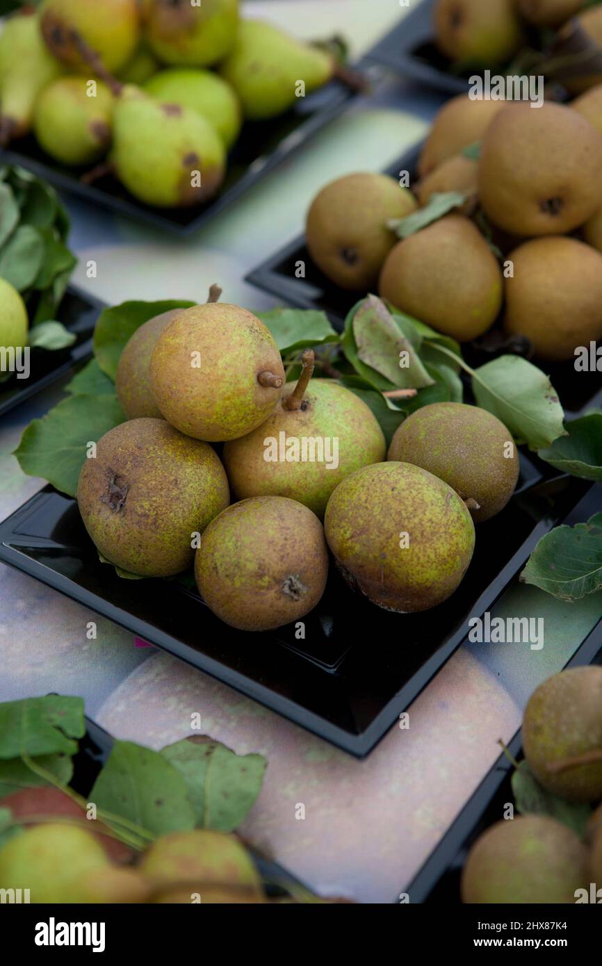 Pear varieties on display at a village fair Stock Photo - Alamy