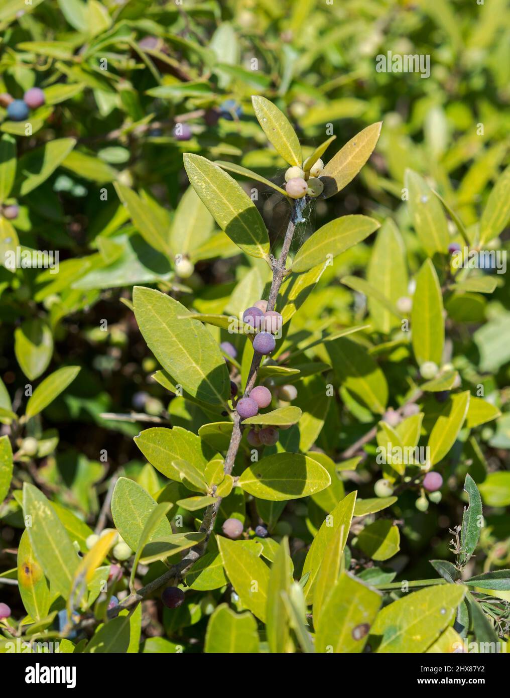 Foliage and fruits of Green Olive Tree, Phillyrea latifolia subsp ...