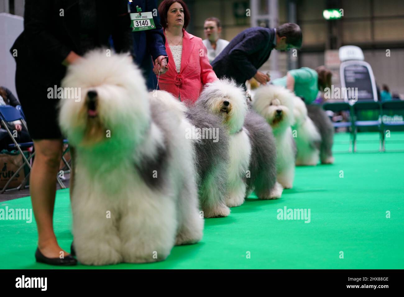 Old English sheepdogs compete during the first day of the Crufts Dog ...