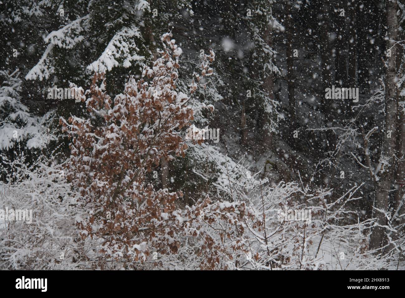 Snowy forest different trees bushes hi-res stock photography and images ...