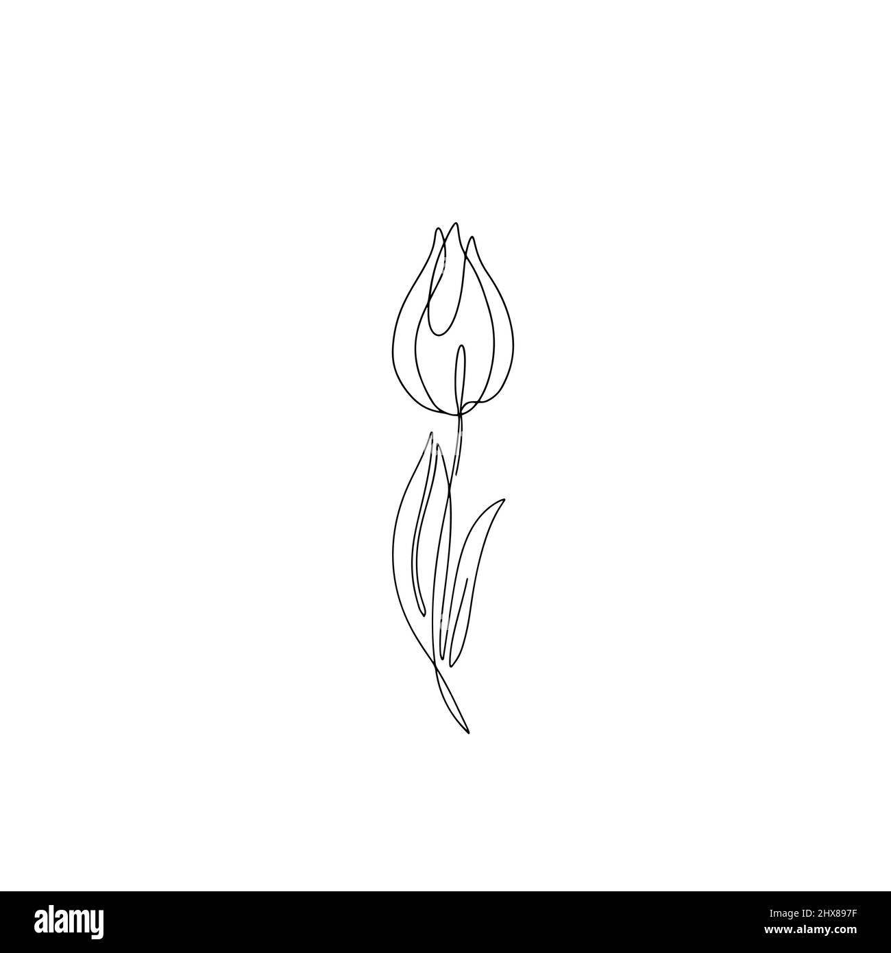 Tulip flower one continuous Cut Out Stock Images & Pictures - Alamy