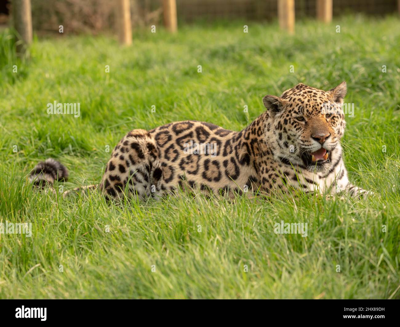 Sophia the Jaguar laying in the grass at The Big Cat Sanctuary, Kent ...