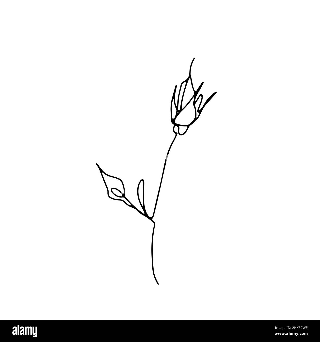 One single line rose flower drawing Stock Vector Image & Art - Alamy