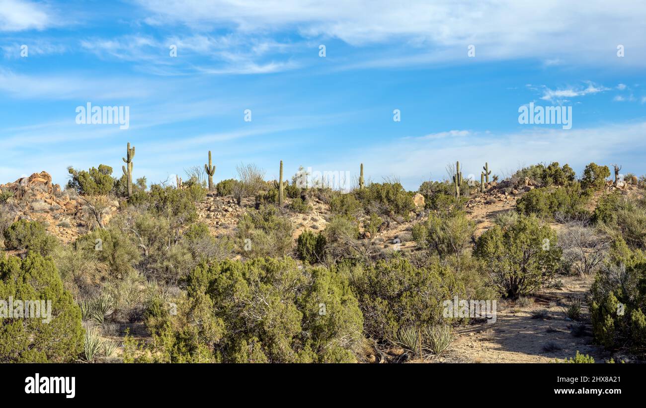 Top view of saguaro cactus hi-res stock photography and images - Alamy