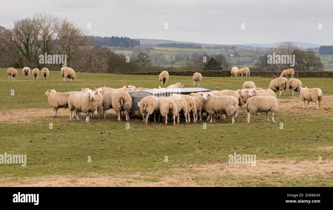 Winter feeding of heaily pregnant ewes at Long Preston in Yorkshire ...