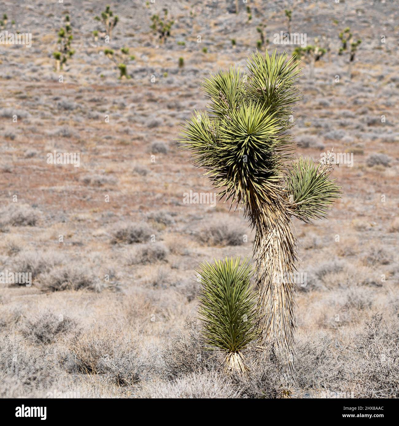 Yucca palms hi-res stock photography and images - Alamy