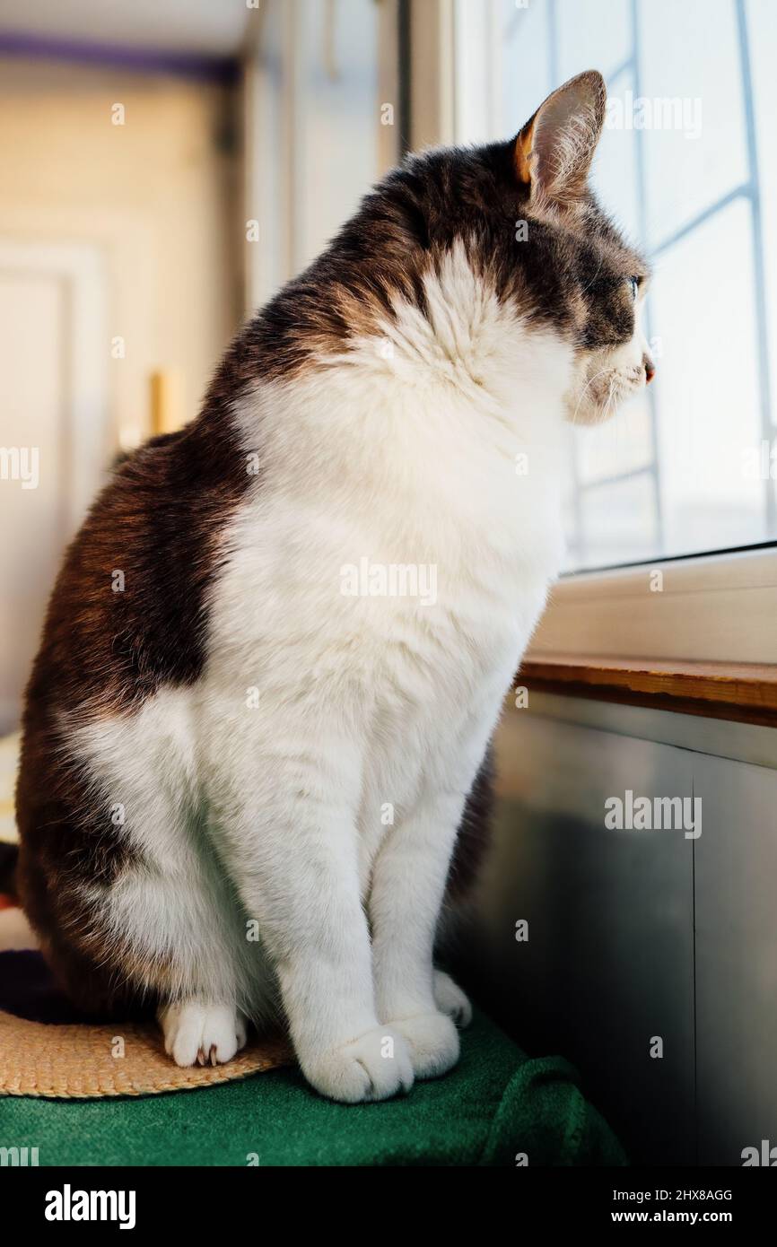 Beautiful cat sits on balcony and looks outside through window with ...