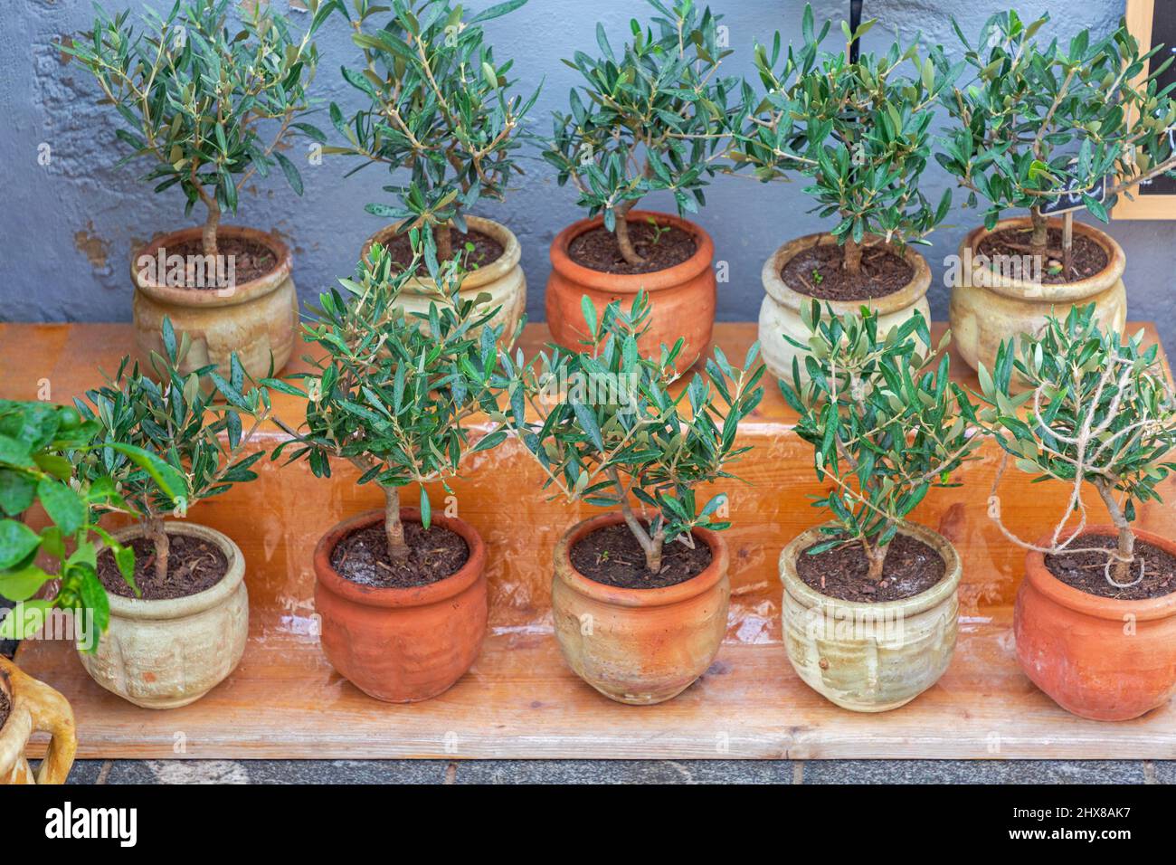 Mediterranean Olives Tree Plants in Ceramic Pots Stock Photo - Alamy
