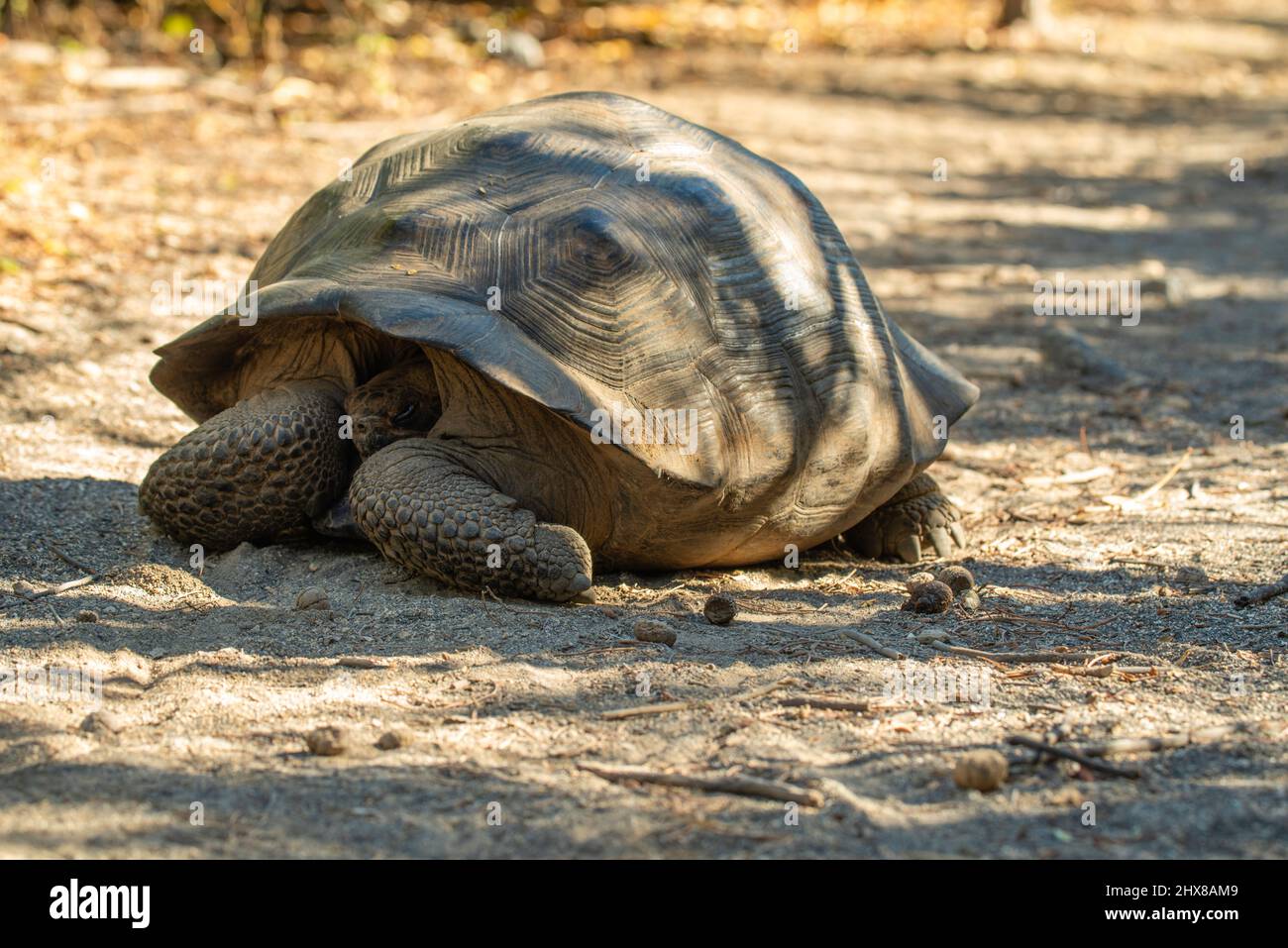 Photograph of a Galapagos Tortoise (Chelonoidis niger) at Urbina Bay ...