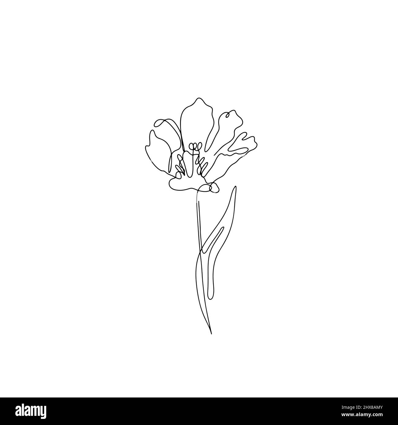 Tulip flower one continuous Cut Out Stock Images & Pictures - Alamy