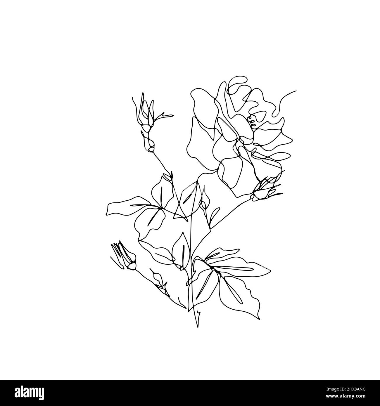 One single line rose flower drawing Stock Vector Image & Art - Alamy