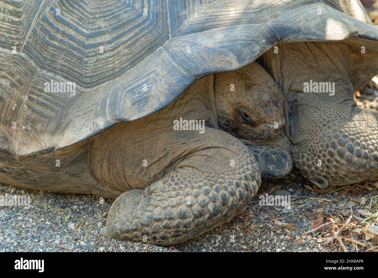 Photograph of a Galapagos Tortoise (Chelonoidis niger) at Urbina Bay ...