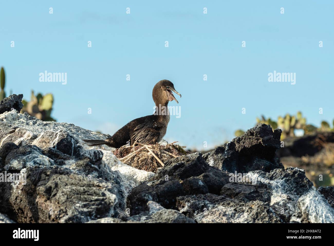 A flightless cormorant (Nannopterum harrisi) on its nest on Isla ...