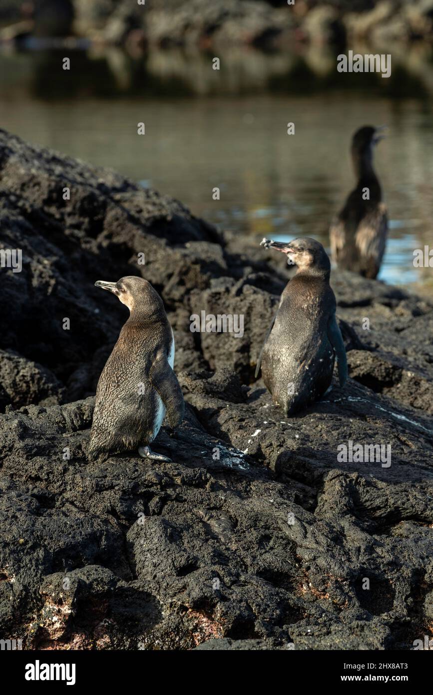 Galapagos penguins (Spheniscus mendiculus) and a flightless cormorant ...