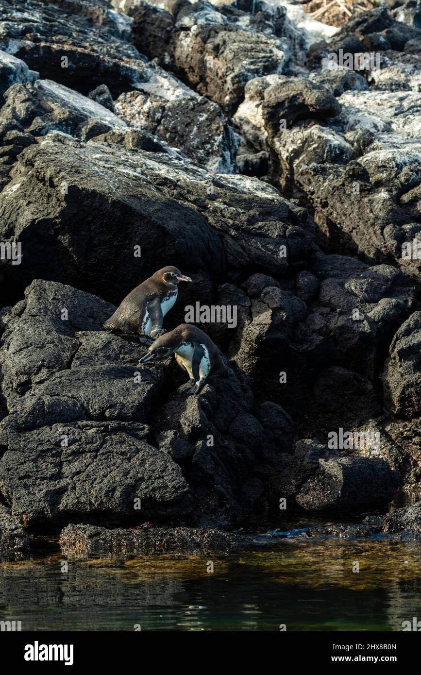 Galapagos penguins (Spheniscus mendiculus) on Isla Isabella, Galapagos ...