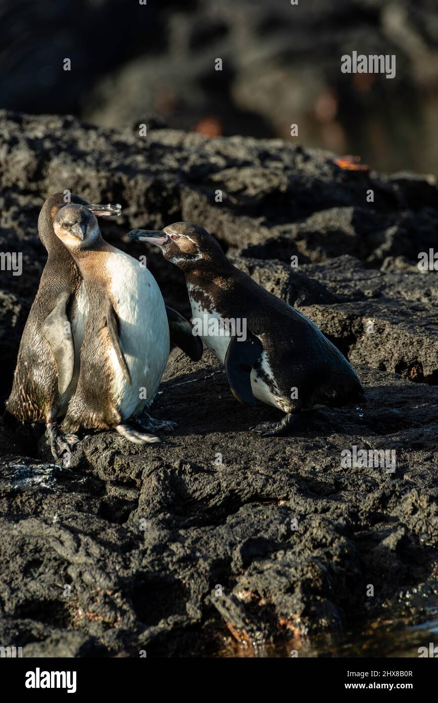 Galapagos penguins (Spheniscus mendiculus) on Isla Isabella, Galapagos ...