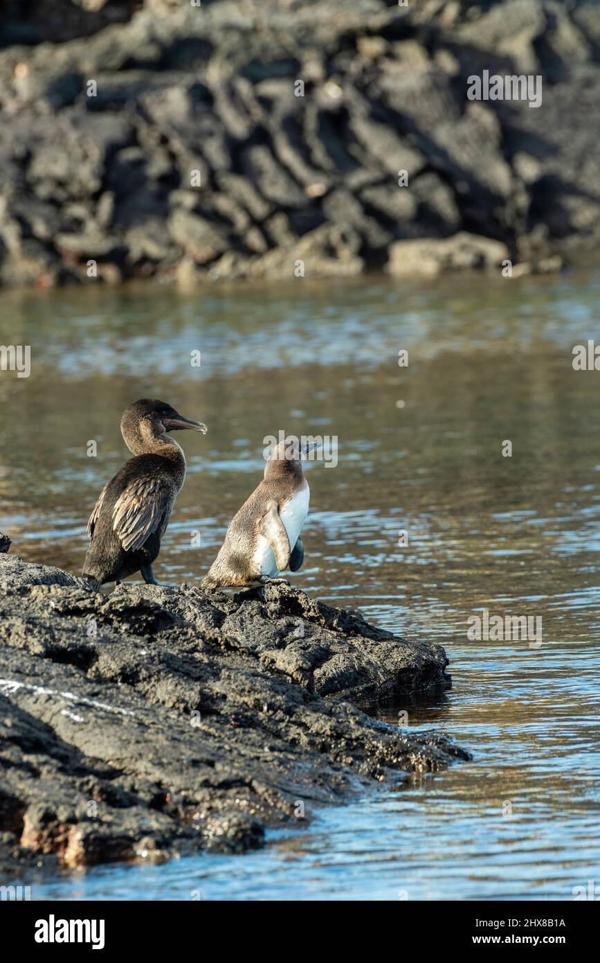 Galapagos penguin (Spheniscus mendiculus) and a flightless cormorant ...
