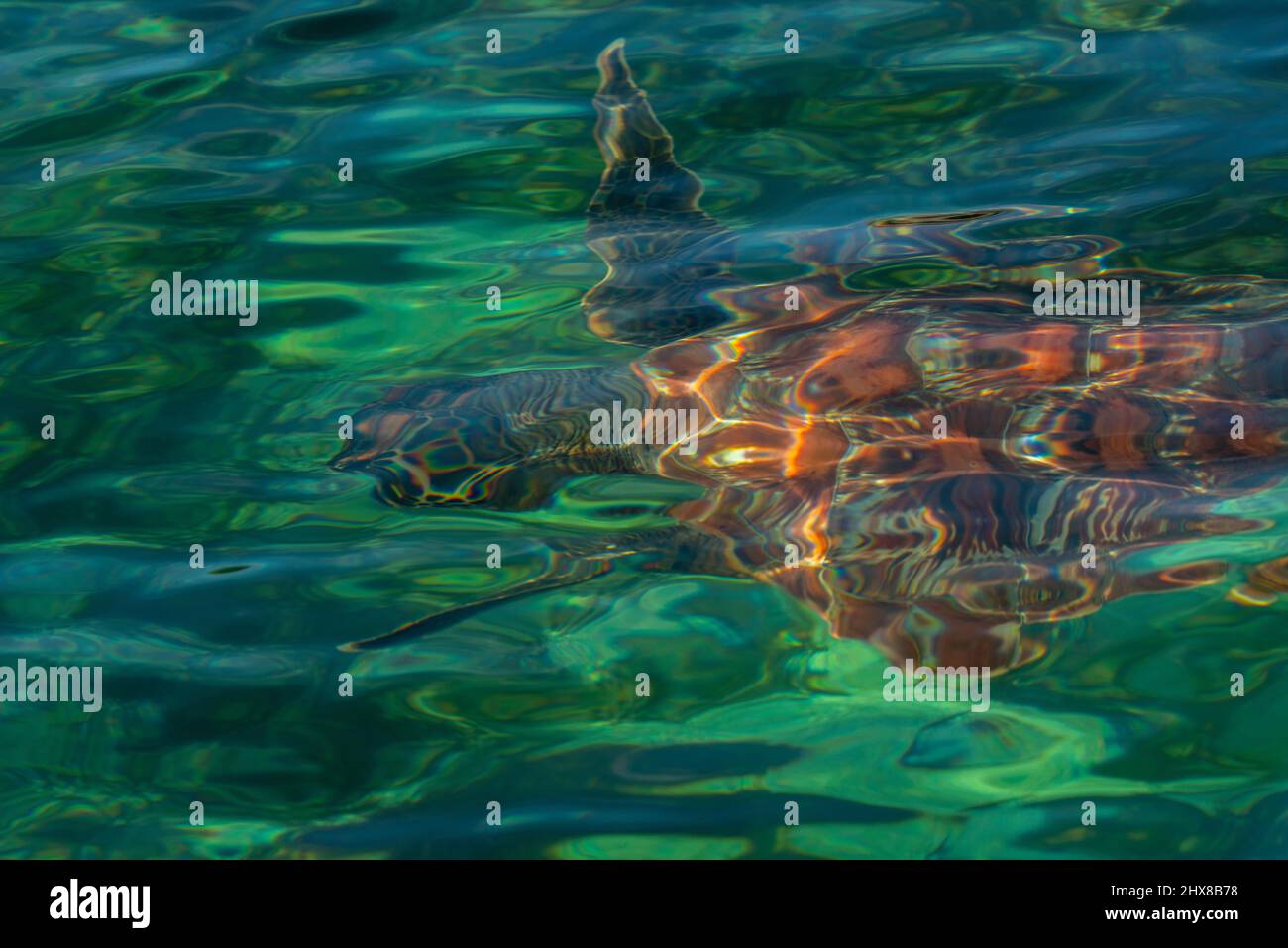A Green Sea Turtle (Chelonia mydas) swims underwater at Isla Isabella ...