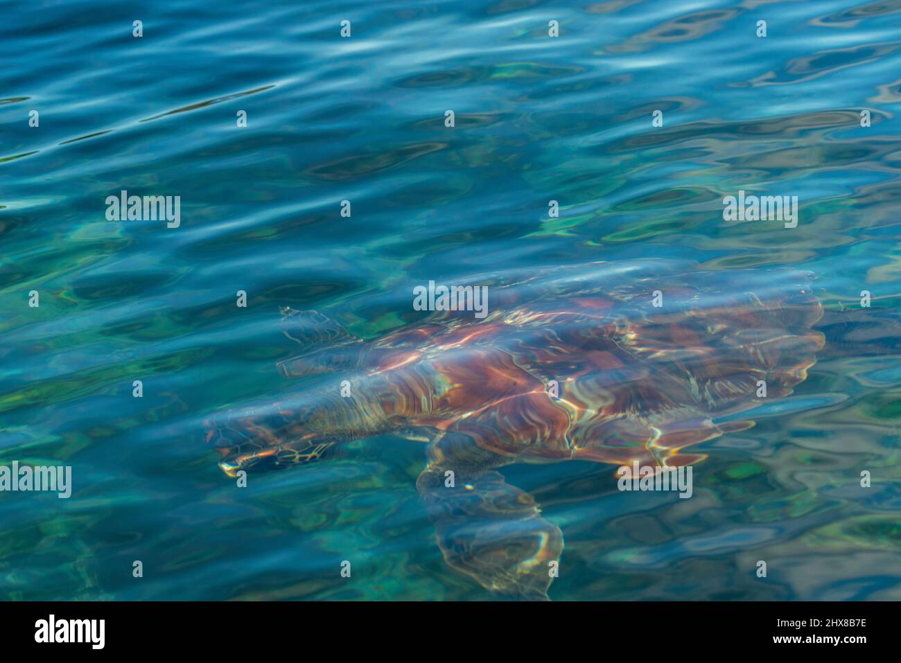 A Green Sea Turtle (Chelonia mydas) swims underwater at Isla Isabella ...