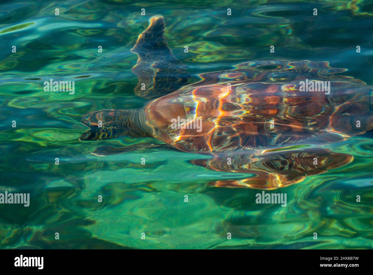 A Green Sea Turtle (Chelonia mydas) swims underwater at Isla Isabella ...