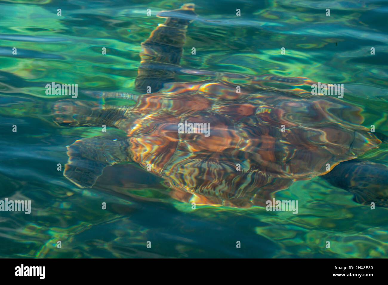 A Green Sea Turtle (Chelonia mydas) swims underwater at Isla Isabella ...