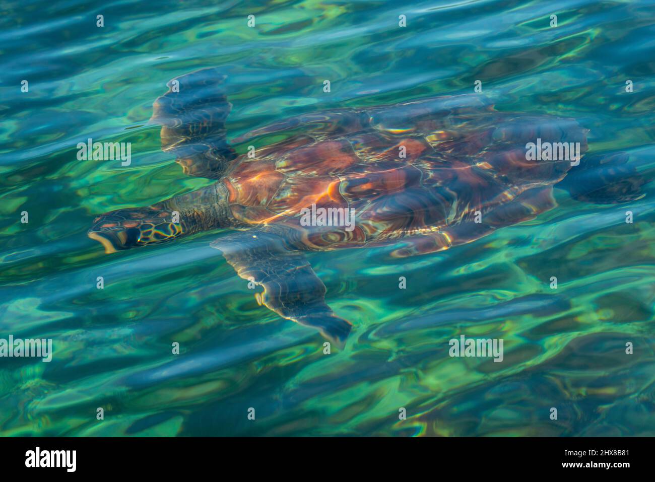 A Green Sea Turtle (Chelonia mydas) swims underwater at Isla Isabella ...