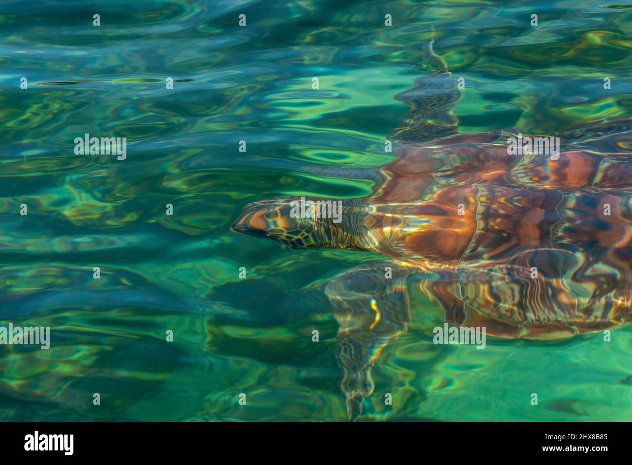 A Green Sea Turtle (Chelonia mydas) swims underwater at Isla Isabella ...