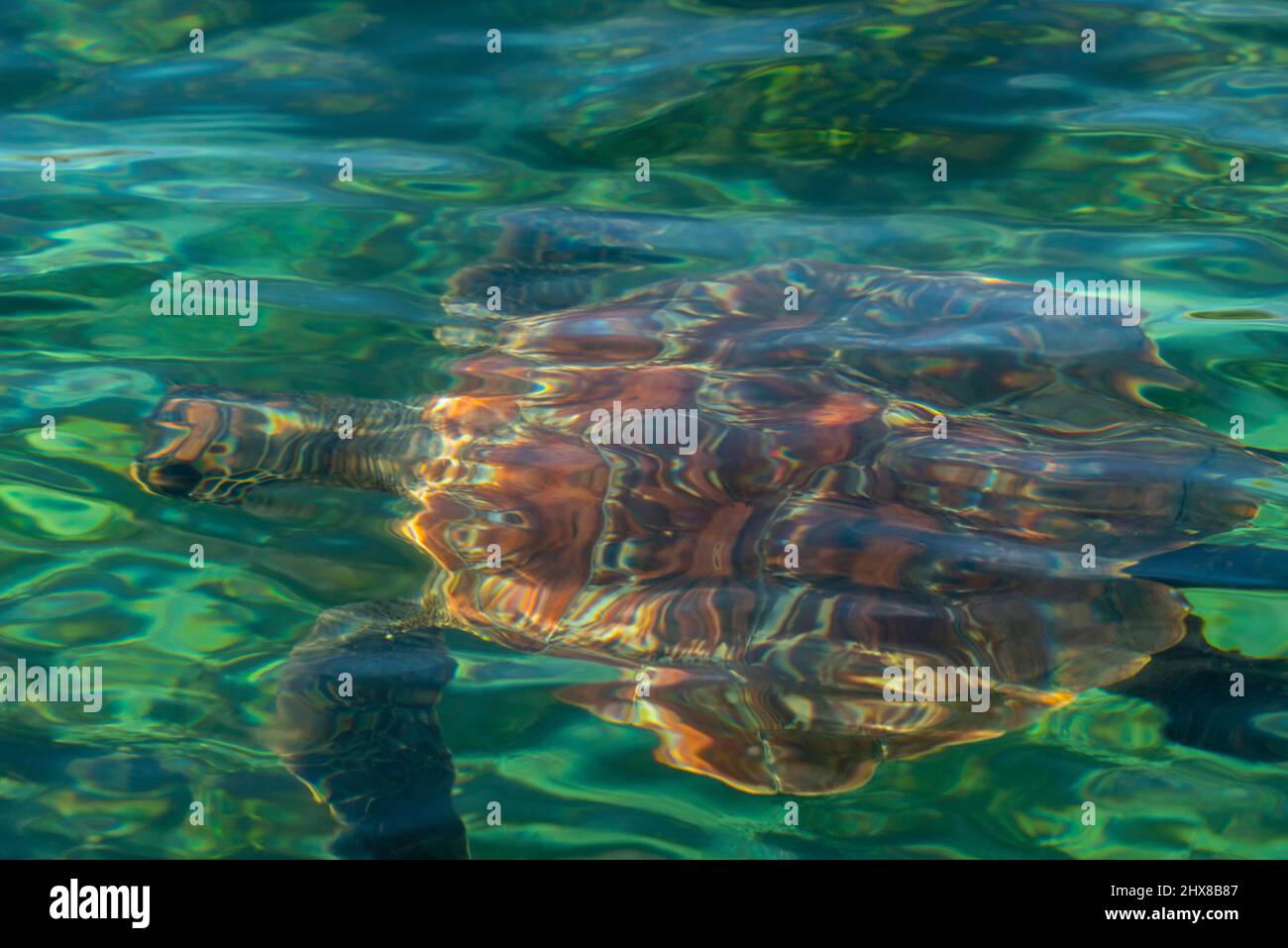 A Green Sea Turtle (Chelonia mydas) swims underwater at Isla Isabella ...