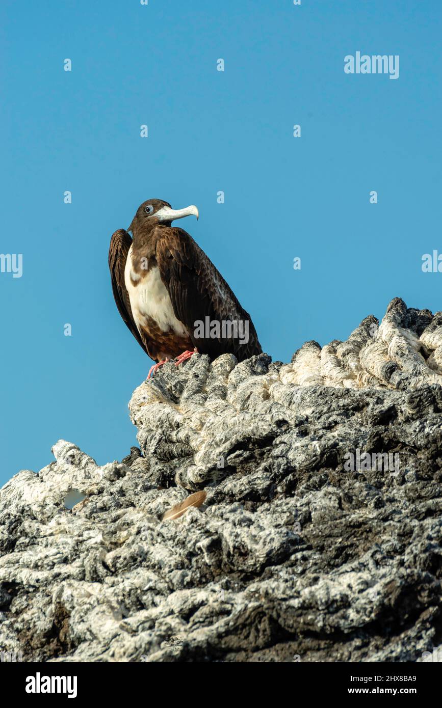 A female frigate bird (Fregata magnificens?) on Isla Isabella ...