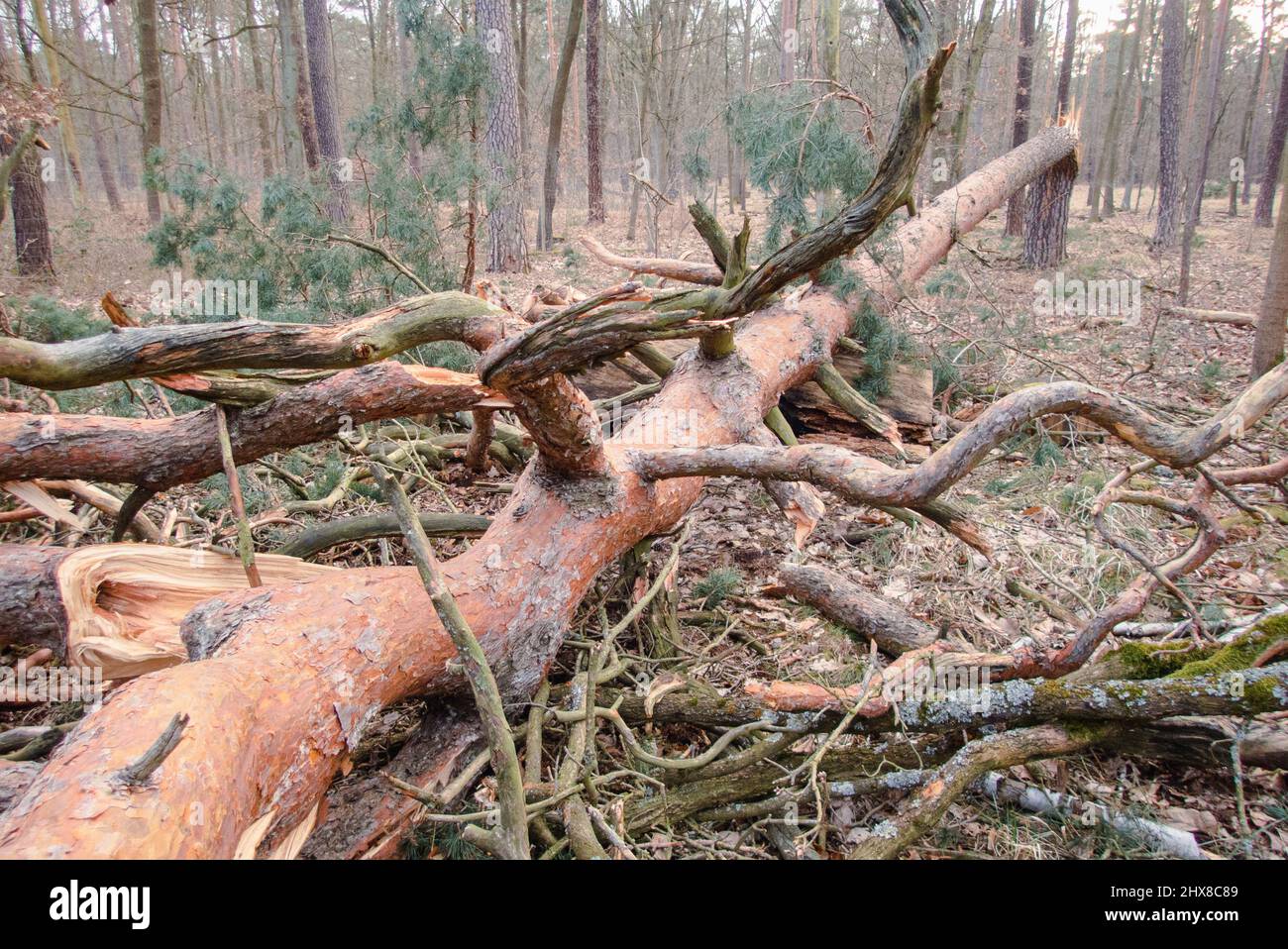 Rolled lumber at Grunewald forest in Berlin. Mainly pine trees were hit ...