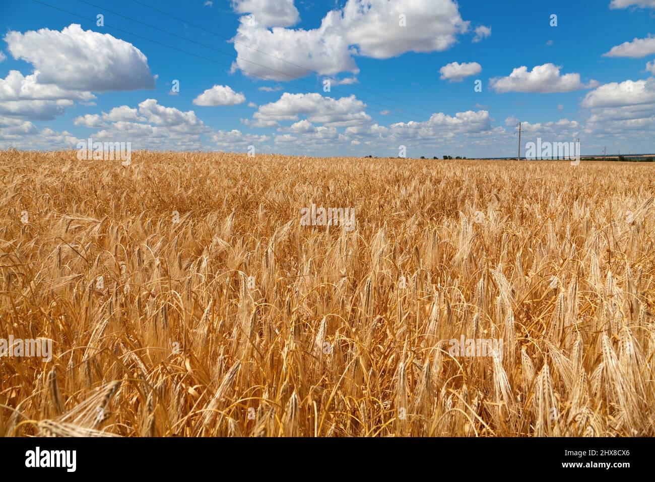 Golden wheat and rye field in Ukraine, blue sky with white clouds ...
