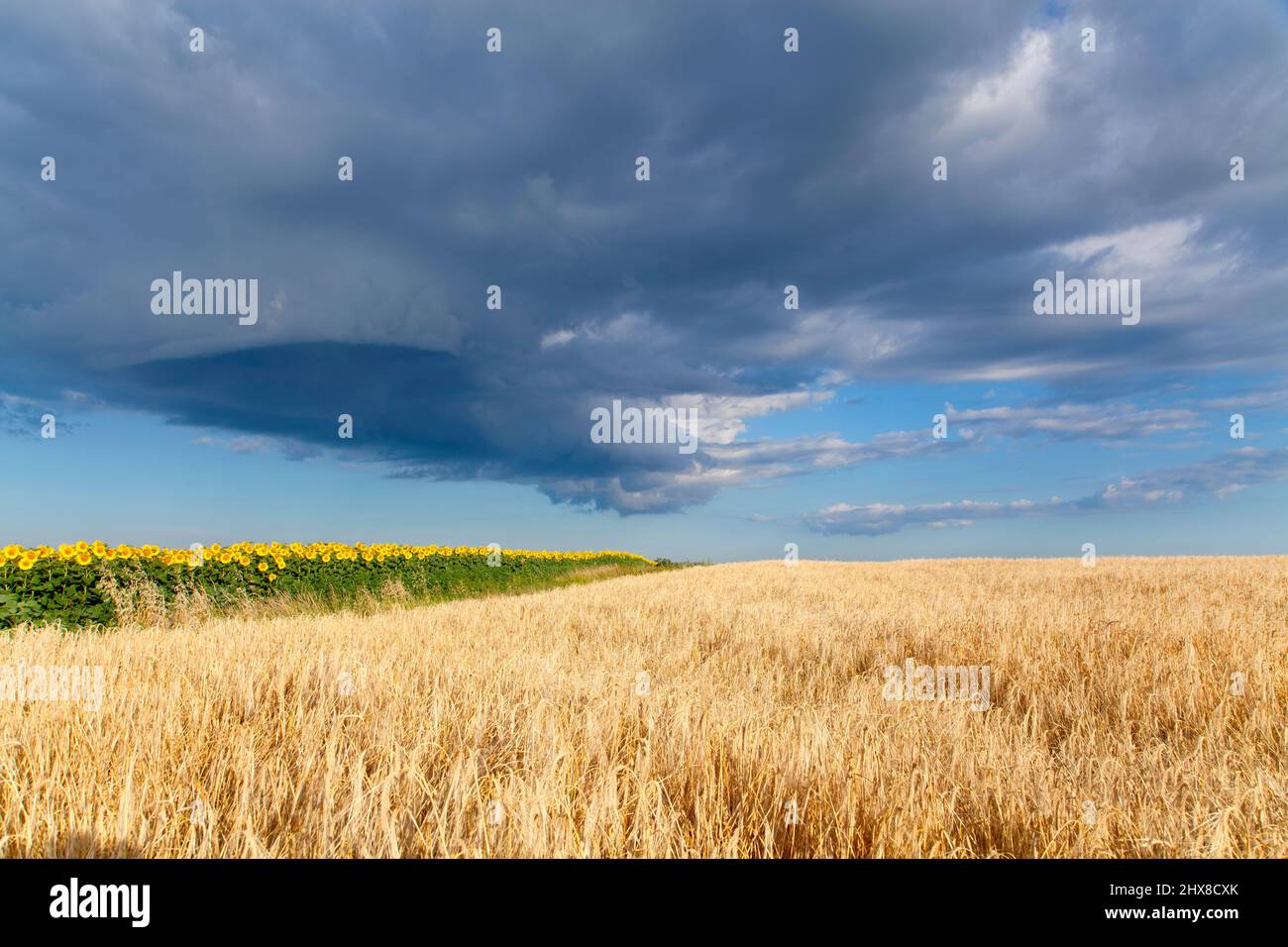 Golden wheat and sunflower fields under blue sky in Ukraine. Peaceful ...