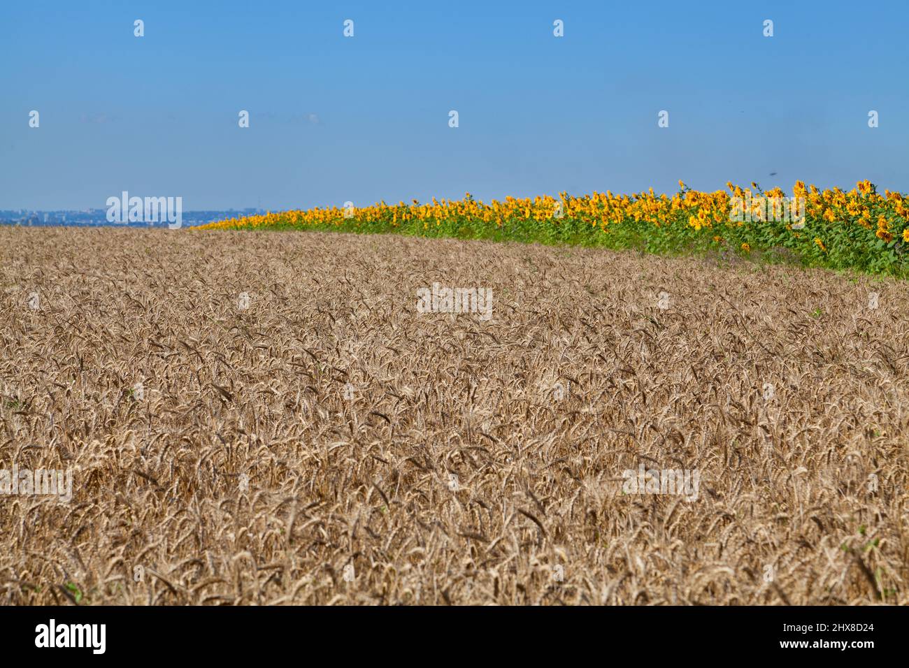 Golden wheat field and yellow sunflower field under blue sky with ...